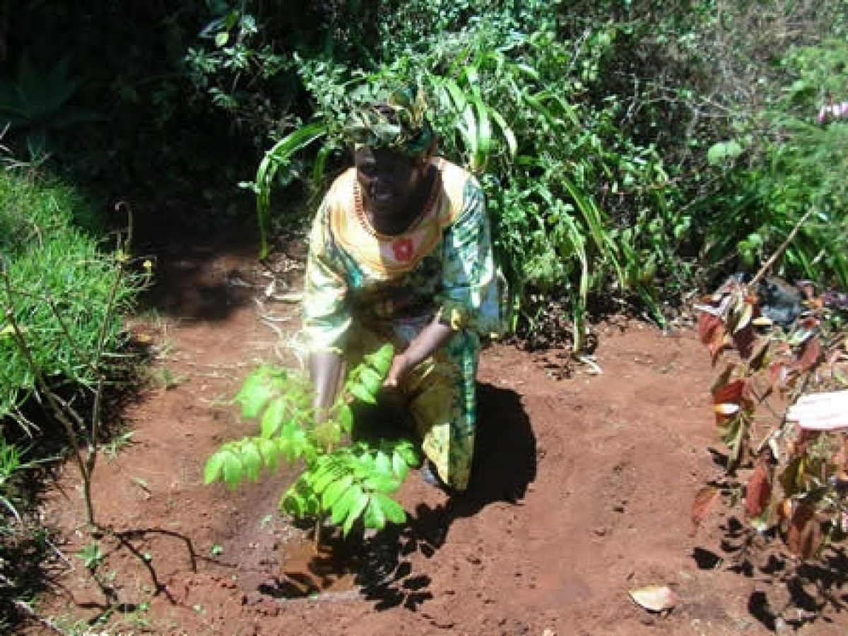 Peak Oak: Tree Planting Ceremony For Kenyan Activist
